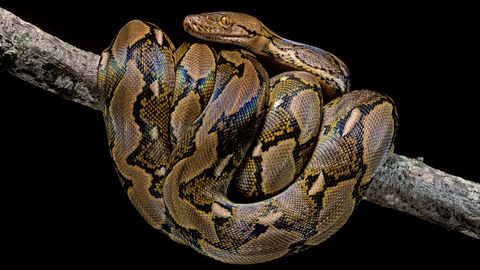 The biggest snake in the world | Live Science