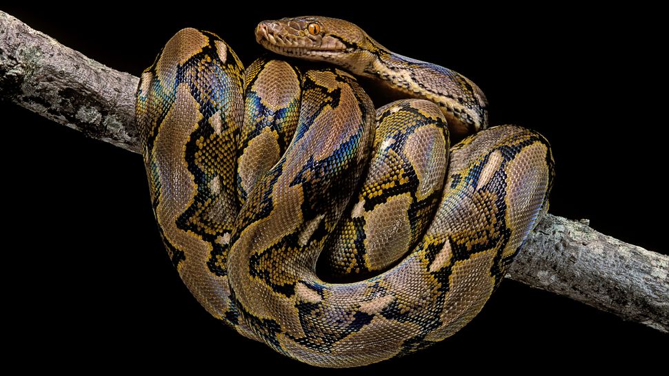 The biggest snake in the world | Live Science