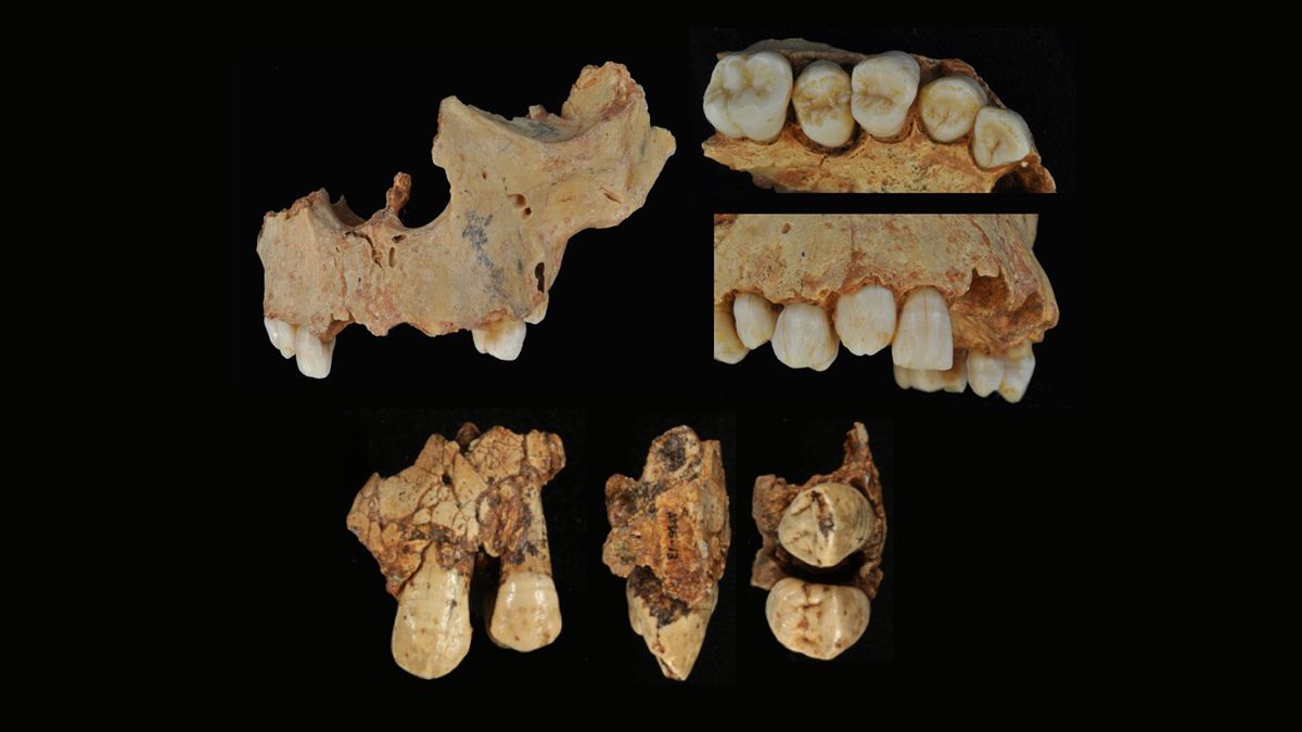 Prehistoric cannibal victim found in death cave ID'ed as a young girl ...