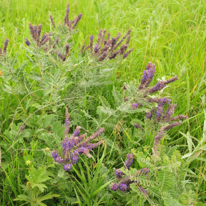 Tallgrass Prairie Ecosystem Images | North American Prairies | Live Science