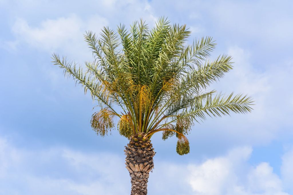 Palm Tree Fertilizer Needs – Tips For Fertilizing Palm Trees ...