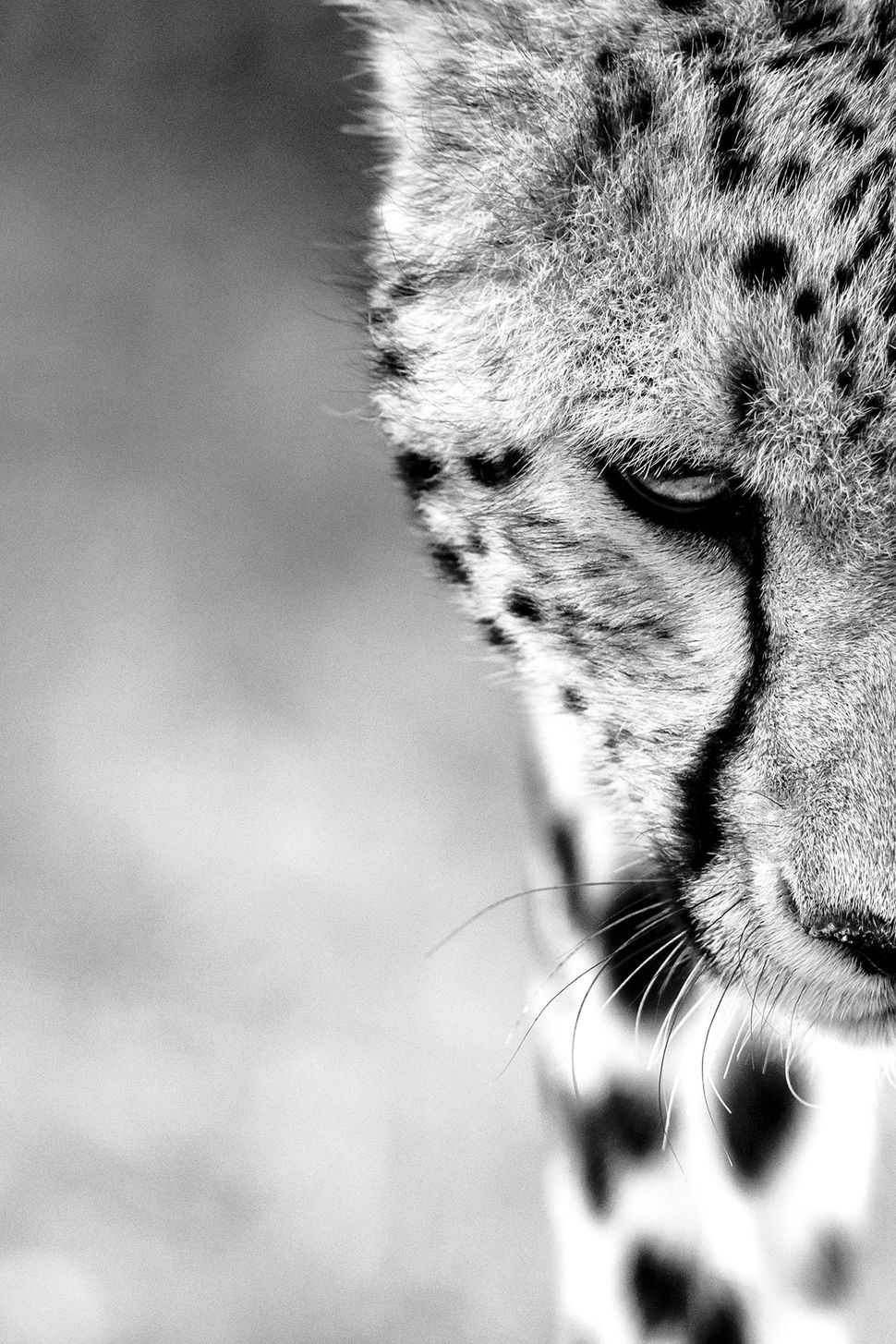 Wildlife photography competition showcases incredible cheetah pictures ...