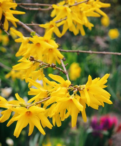 Best spring-flowering shrubs: 12 beautiful choices | Homes and Gardens