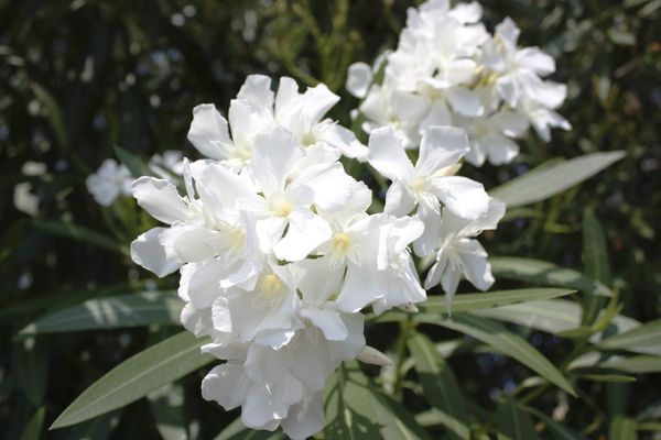 Tips & Information about Oleander | Gardening Know How