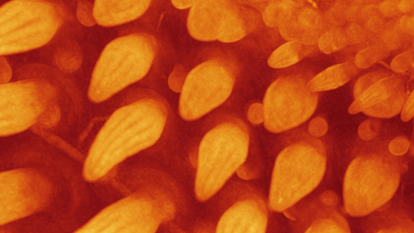 Animals: News, feature and articles | Live Science