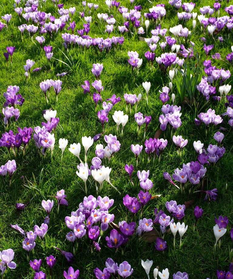Best spring flowers for shade: 5 blooms for darker spots | Homes and ...
