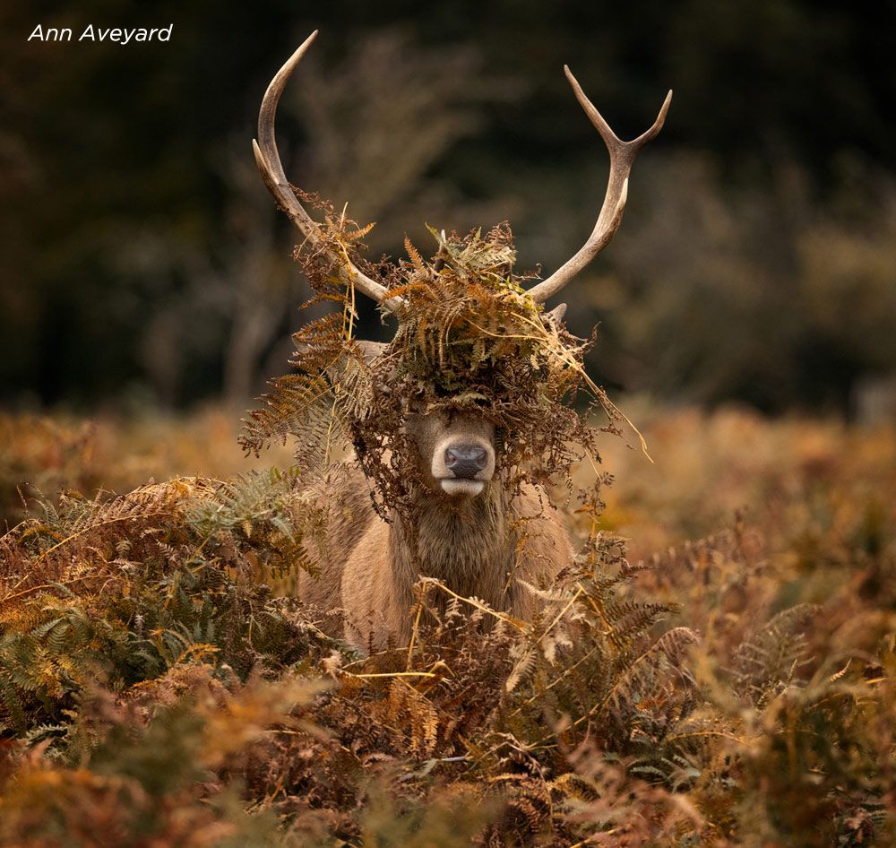 Amazing shot of angry birds wins Nature in Action photo competition ...