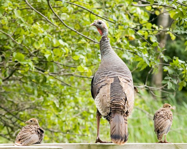 10 terrific turkey facts | Live Science