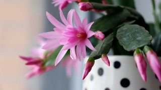 How to fertilize fuchsias: expert advice for more blooms | Homes and Gardens