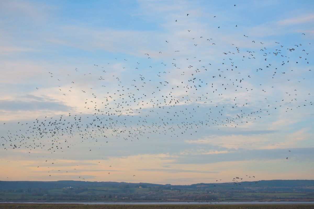 How to photograph flocks of birds | Digital Camera World