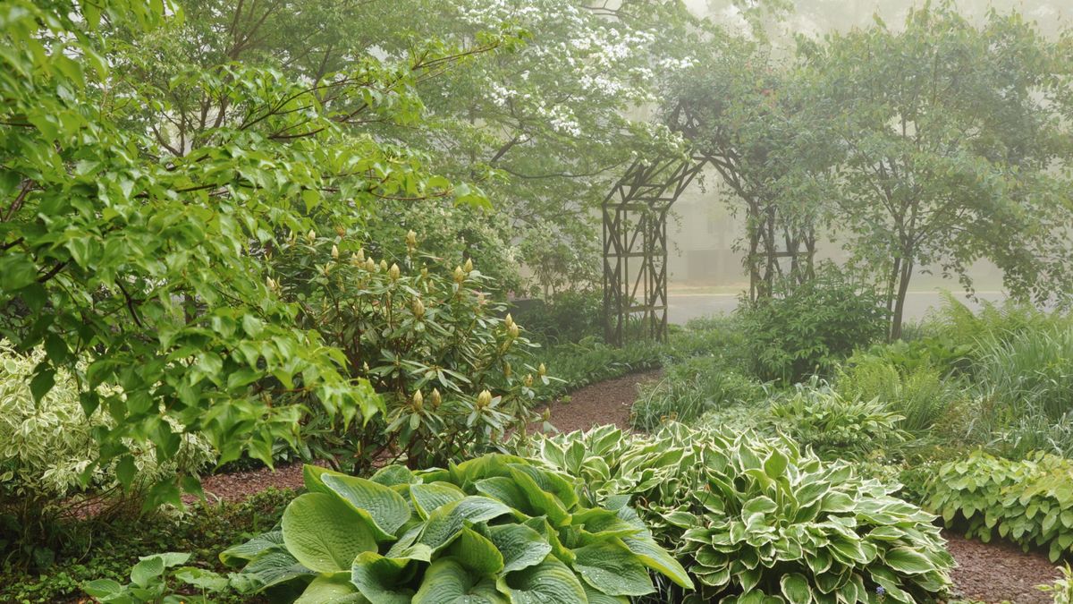 Best shade-tolerant trees to plant this spring | Homes and Gardens