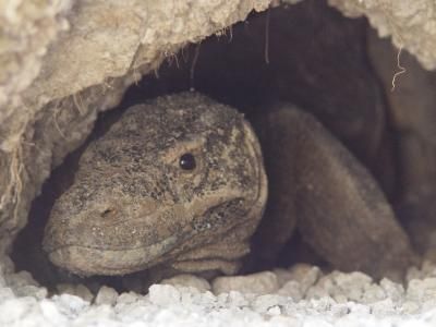 Lives of Female Komodo Dragons Cut Short by 'Housework' | Live Science