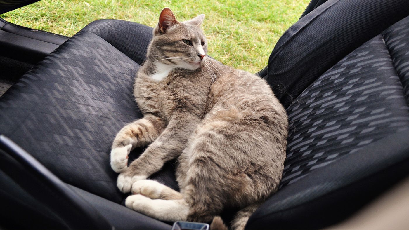 Cat who went missing for four months is found 300 miles away | PetsRadar