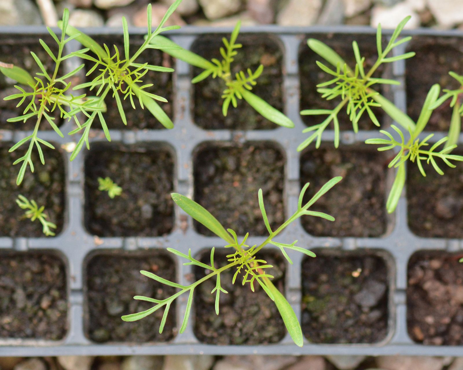 Cosmos care and growing guide: expert tips for summer blooms | Gardeningetc