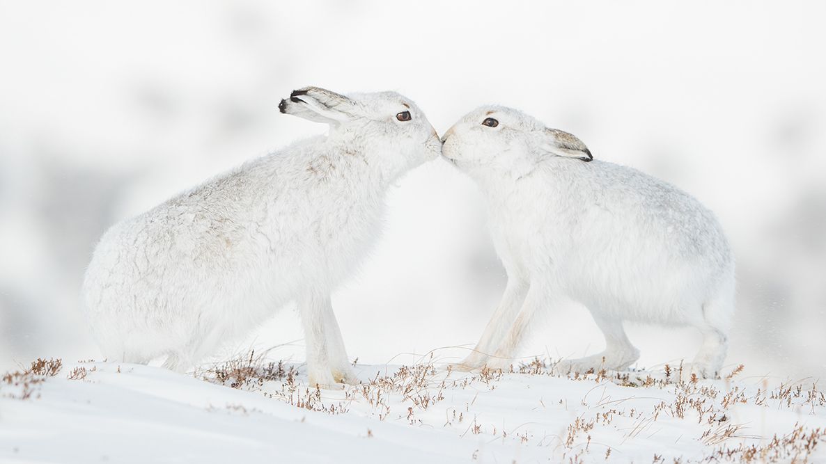Courting hares and curious cubs among Wildlife Photographer of the Year ...