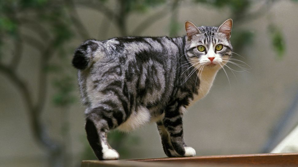 Types of small-breed cats that will always look like kittens | PetsRadar