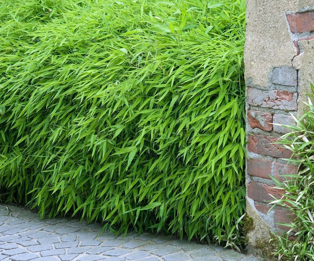 Best plants for a chicken run: 7 expert recommendations | Homes and Gardens