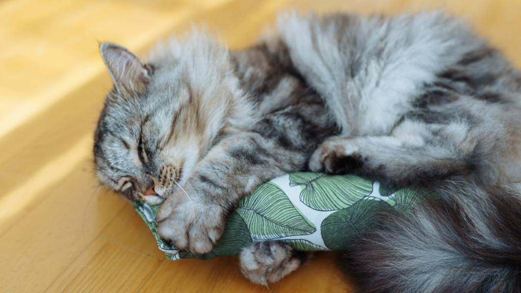 What is silver vine? What to know about the catnip alternative | PetsRadar