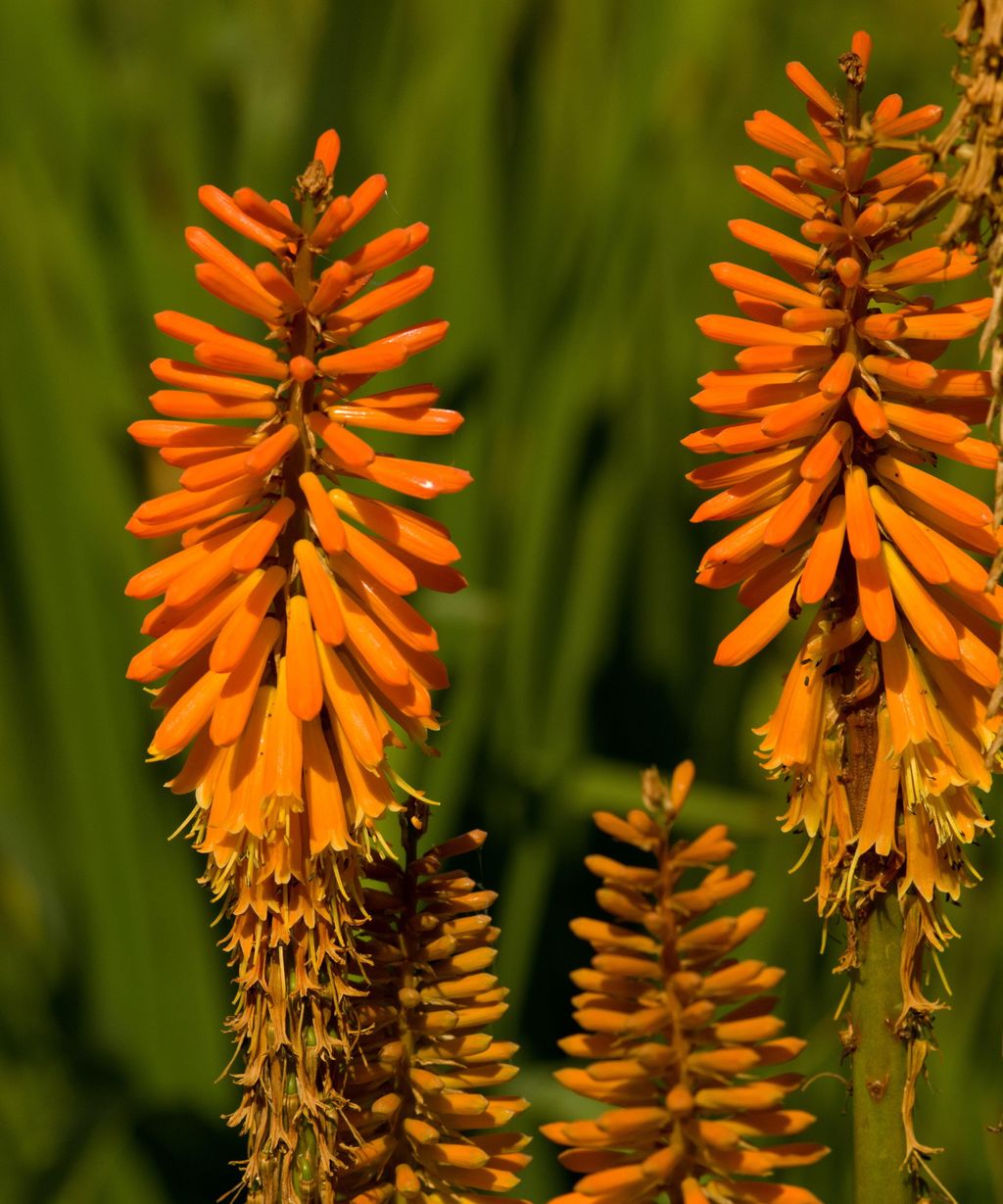 How to grow red hot poker: for tall, vibrant flower spikes | Homes and ...