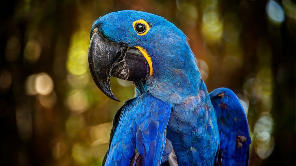 25 of the most expensive pets in the world | PetsRadar