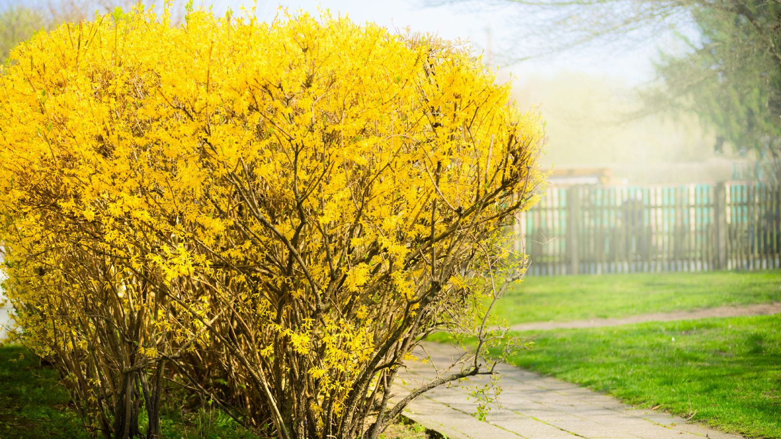 Pruning Forsythia: Everything You Need To Know | Gardening Know How