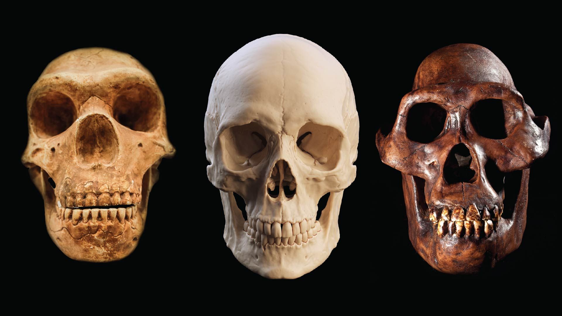 Why did Homo sapiens outlast all other human species? | Live Science