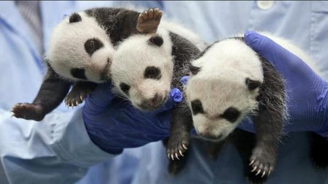 Rare panda triplets survive their first month | The Week