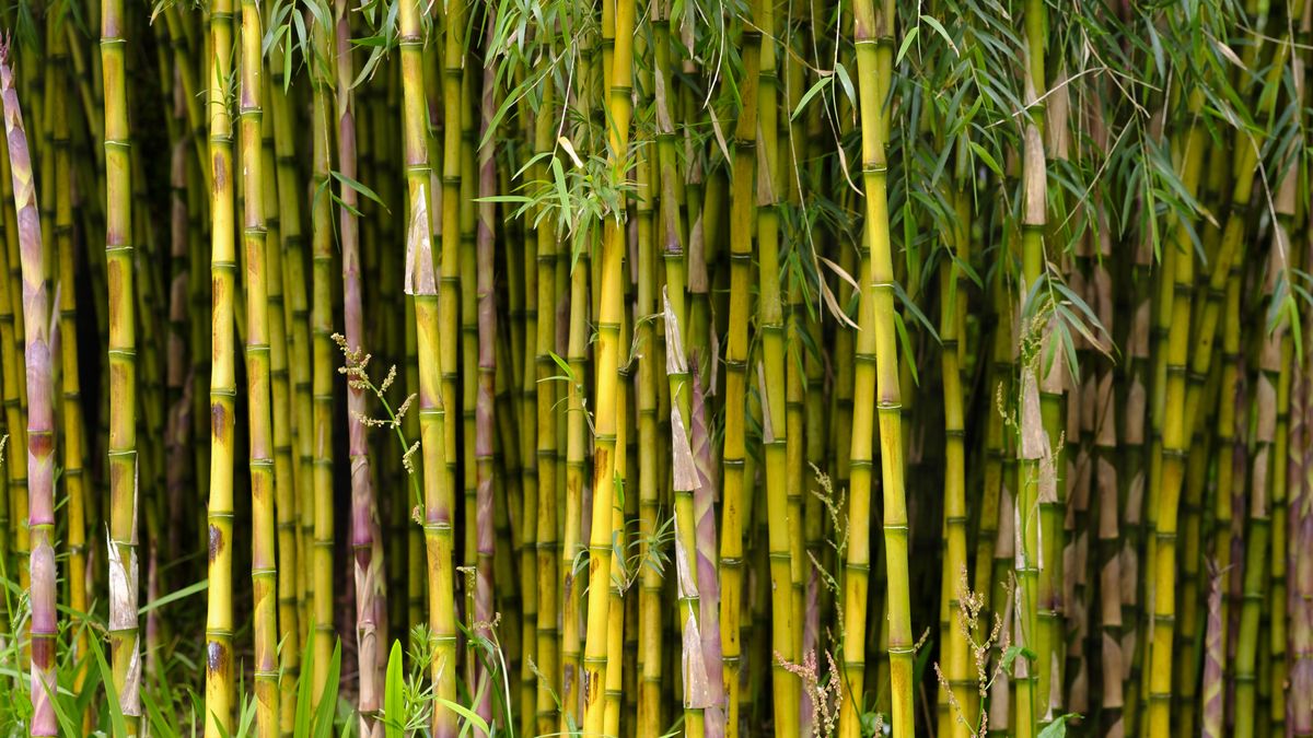 Benefits of bamboo clothing (plus the disadvantages) | Advnture