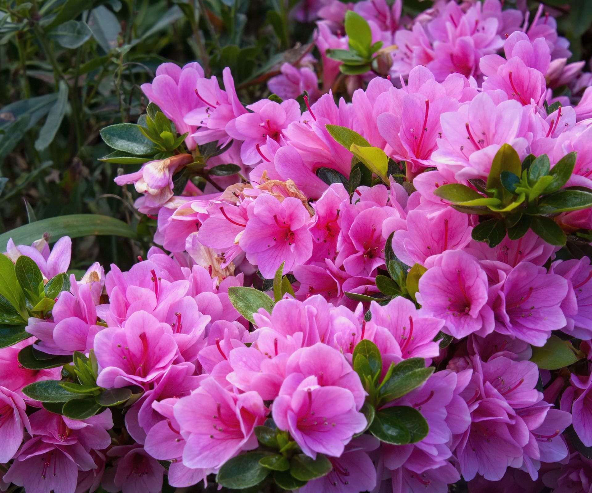When to fertilize azaleas: expert tips for healthy plants | Homes and Gardens