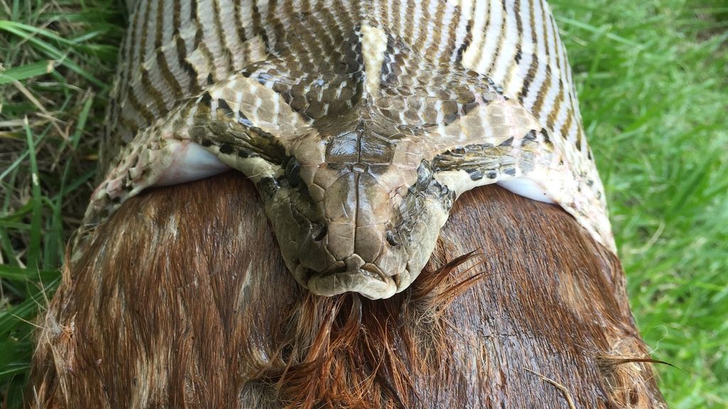 Jaw-dropping study reveals how pythons can devour super-size prey ...