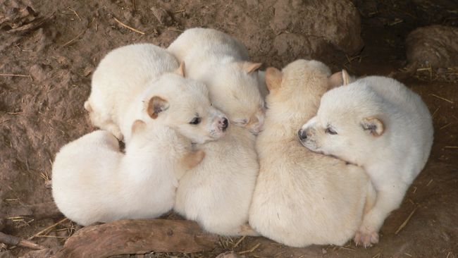 Facts about dingoes | Live Science