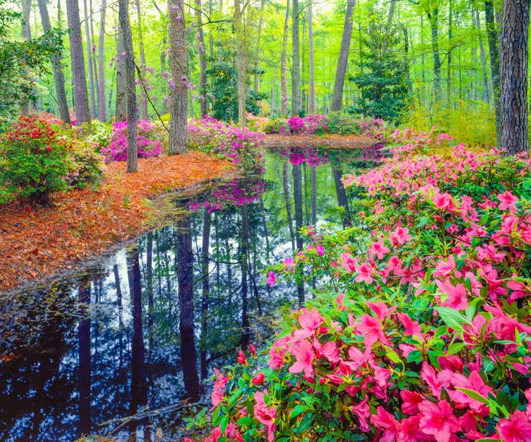 Ideal Azalea Water Requirements For Lush, Healthy Shrubs | Gardening ...