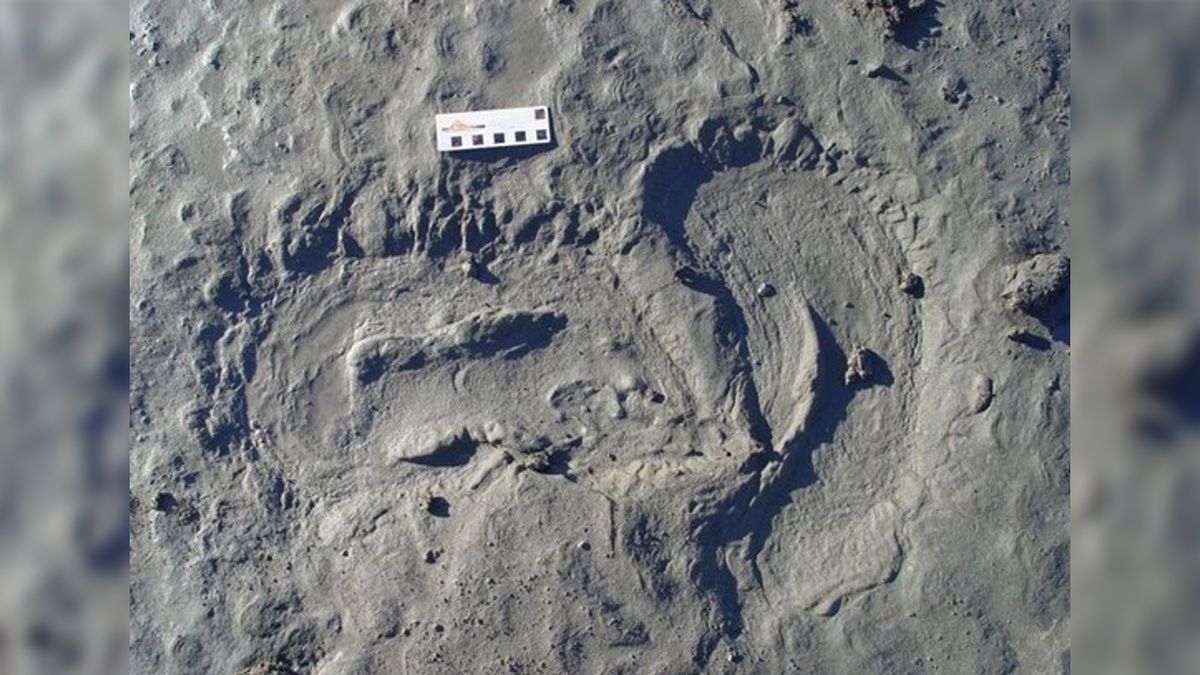 Quarter-ton marsupial that ambled across Australia 3.5 million years ...