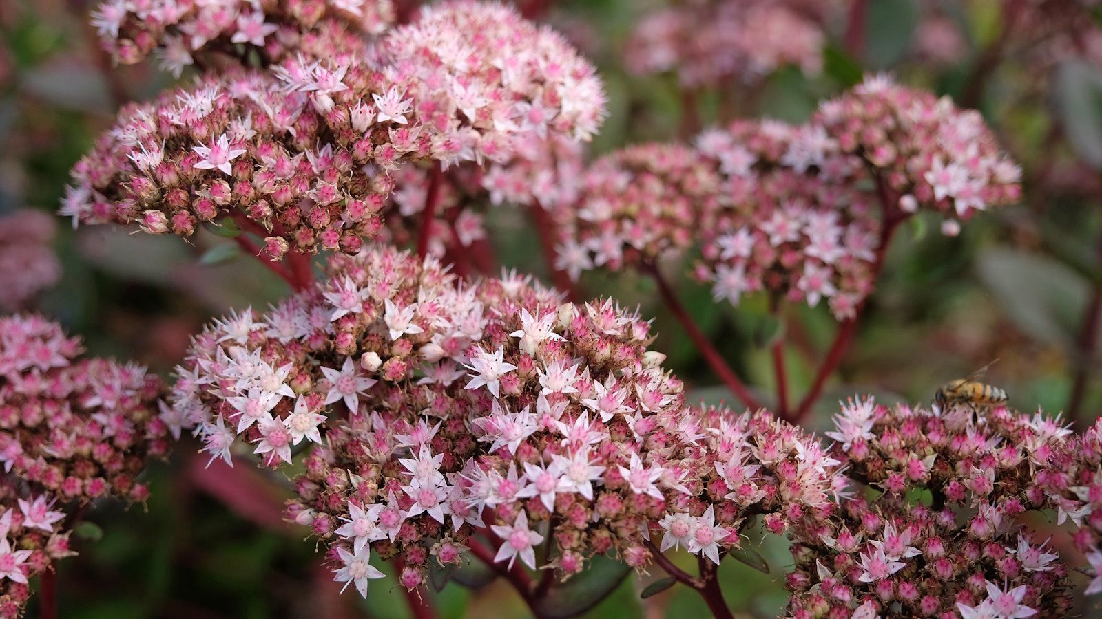 When to cut back sedum for winter - time your prune properly | Homes ...