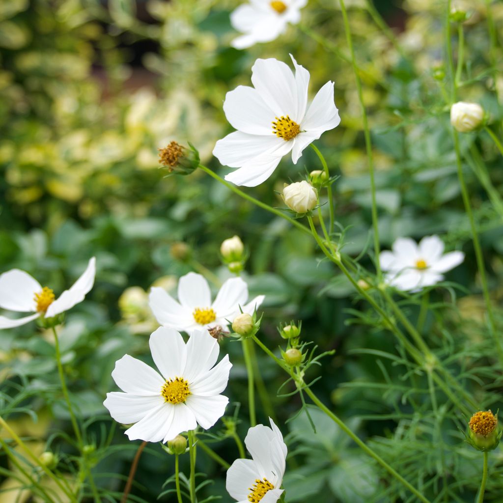 How to grow cosmos: a step-by-step guide | Ideal Home