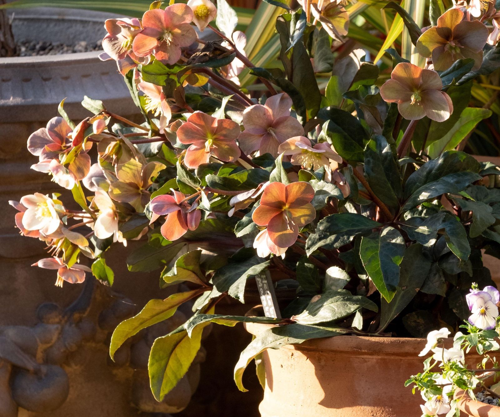 How to grow hellebores in containers: expert growing advice | Homes and ...
