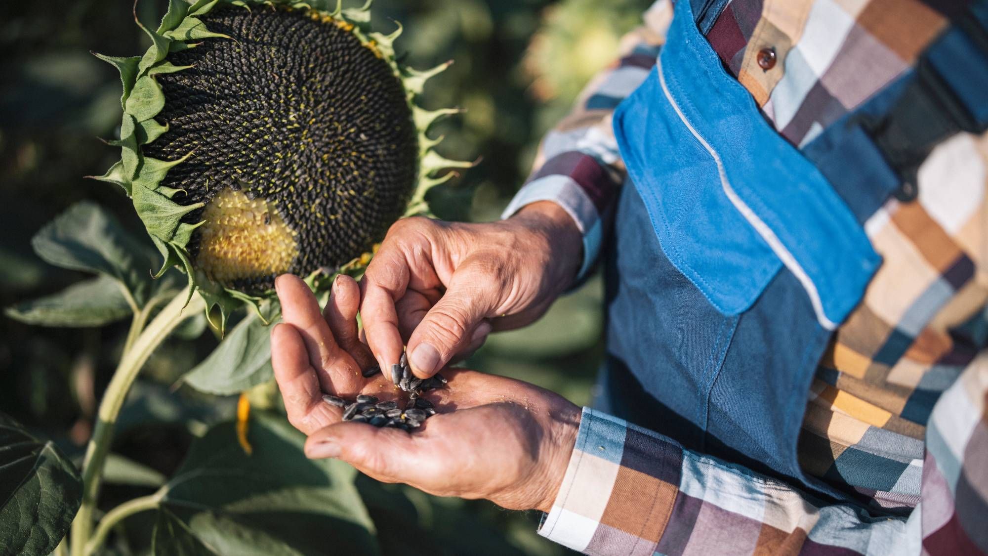 7 Flower Seeds to Collect and Save for Next Year’s Garden | Gardening ...