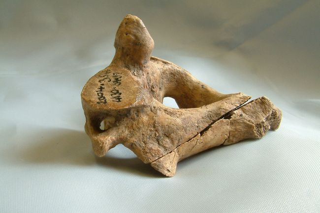 Headless Roman Gladiator Skeletons Identified (Photos) | Live Science