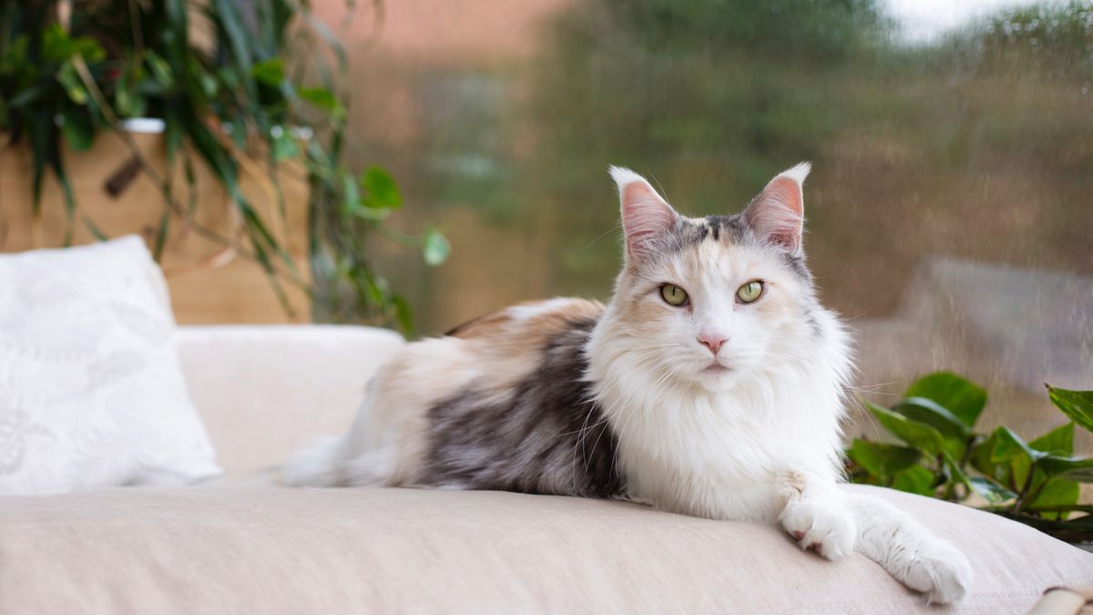 Best cat breeds for dog owners | PetsRadar