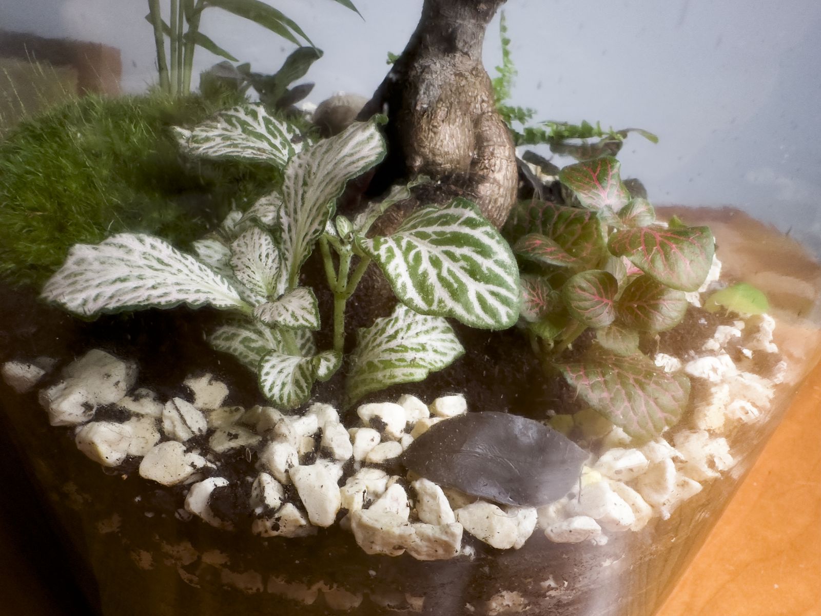 5 Best Plants For Terrariums for a Flourishing Mini Ecosystem | Livingetc