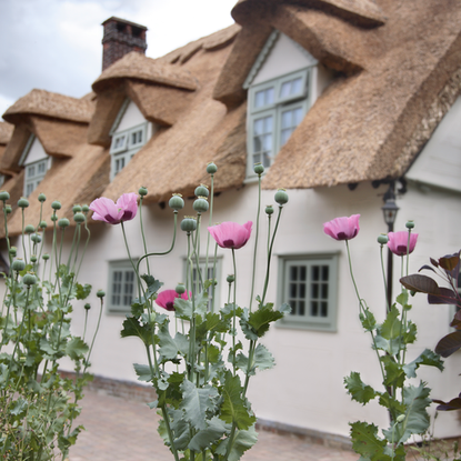 9 things you need to know before buying a thatched house | Ideal Home