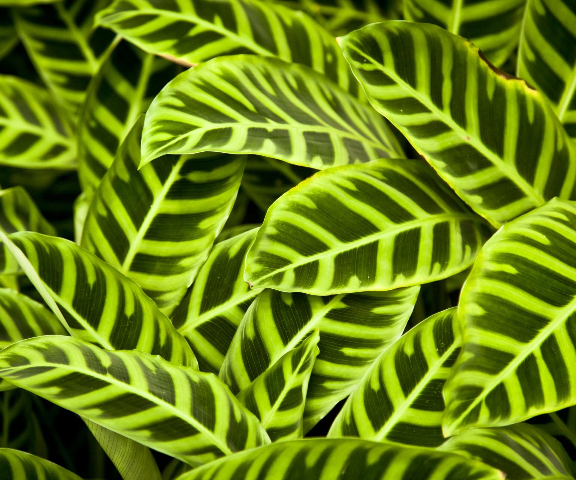 Up Your Houseplant Game With These 4 Calathea Varieties | Gardening ...