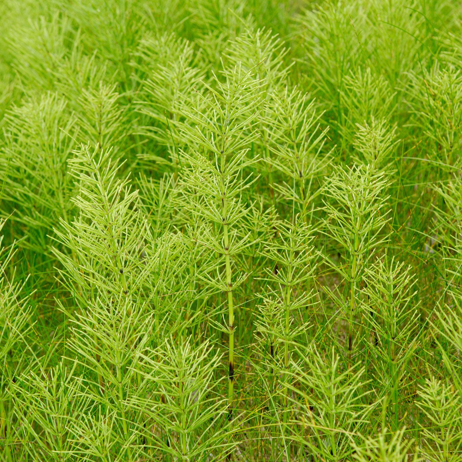 How to get rid of horsetail weed | Ideal Home