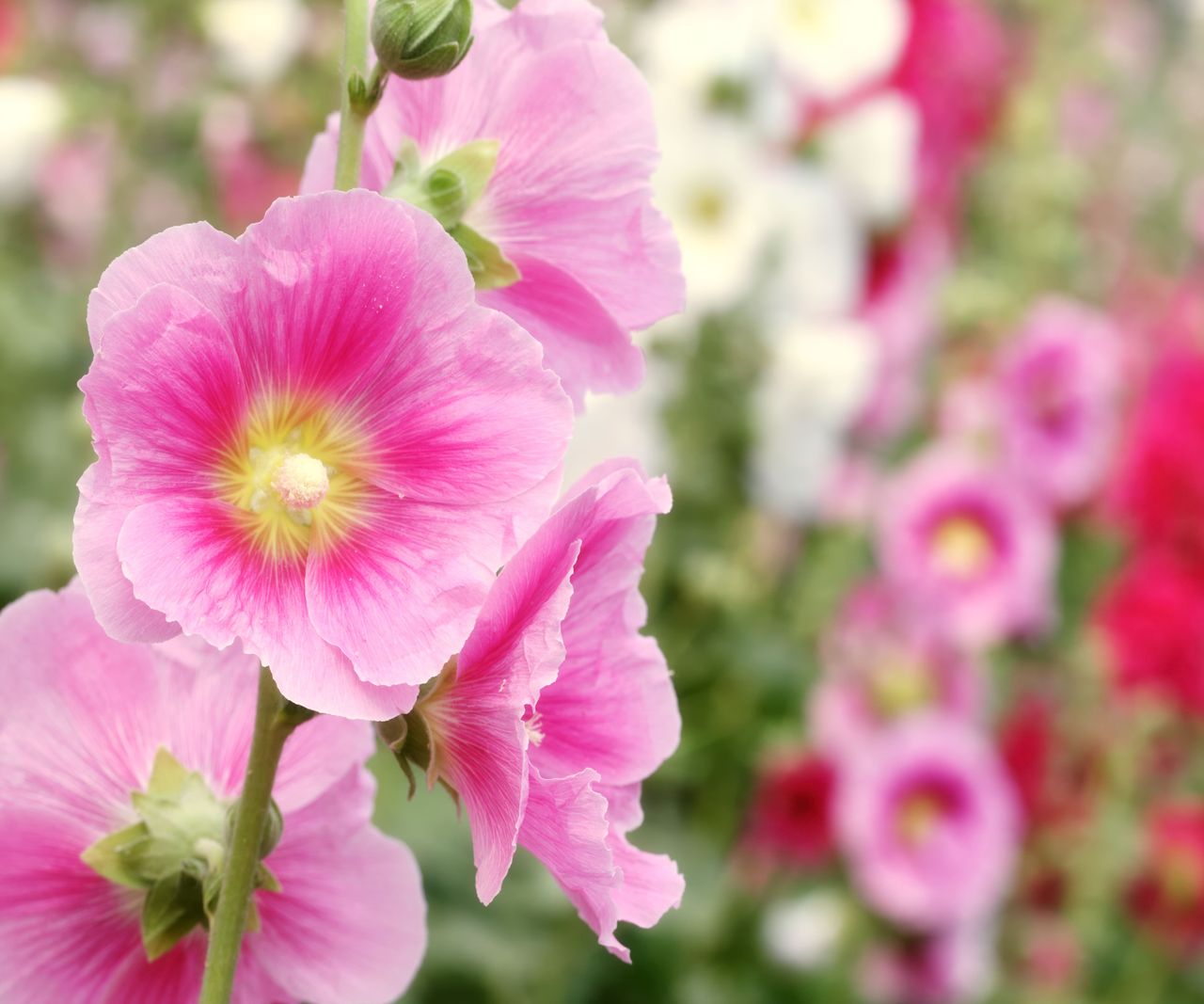 10 best English garden plants to suit for every climate | Homes and Gardens