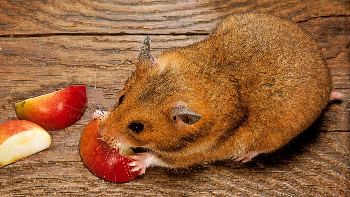 32 surprising things hamsters can eat | PetsRadar
