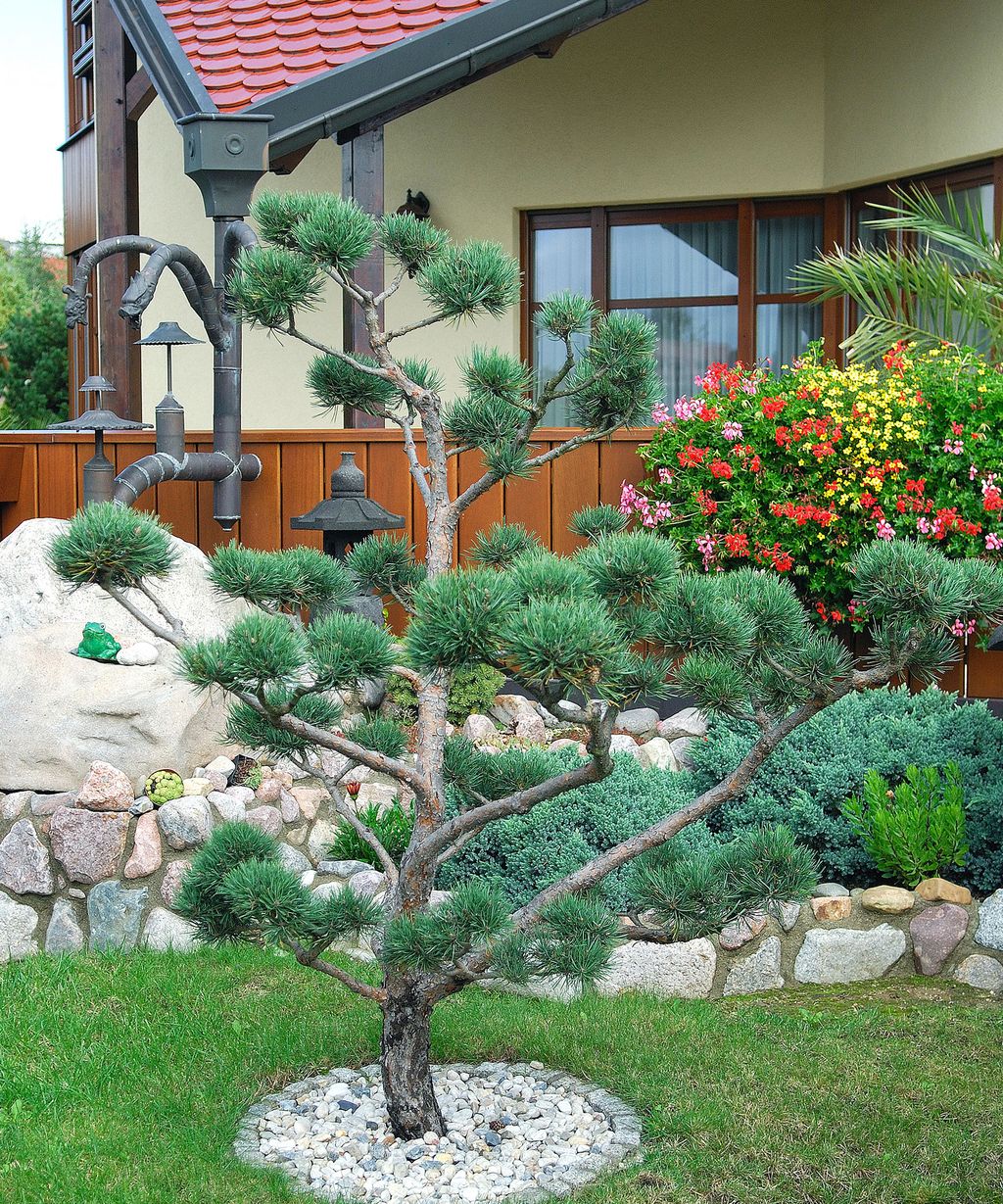 The best pine trees – 11 choices for yards of all sizes | Homes and Gardens