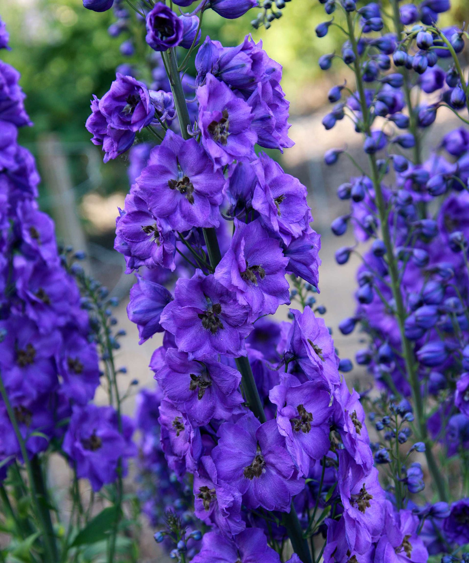 Types of delphiniums: 14 beautiful varieties for your garden | Gardeningetc