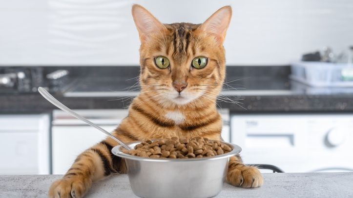 Best dry cat food: Quality kibble for all kitties | PetsRadar