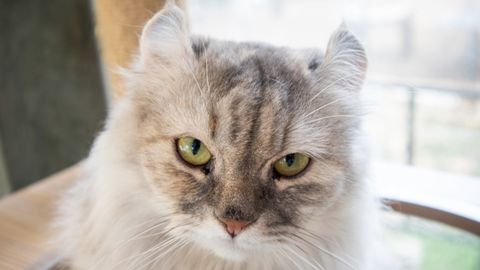 Types of small-breed cats that will always look like kittens | PetsRadar