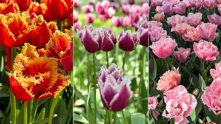 Best fringed tulip varieties: 7 picks to plant in fall | Homes and Gardens